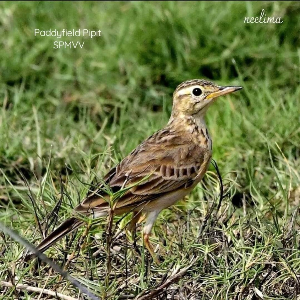 Biodiversity – Sri Padmavati Mahila Visvavidyalayam